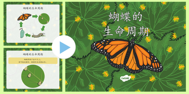 Butterfly Life Cycle PowerPoint - 蝴蝶，动物，生命周期，蛹，孵化，卵，小昆虫，幻灯片