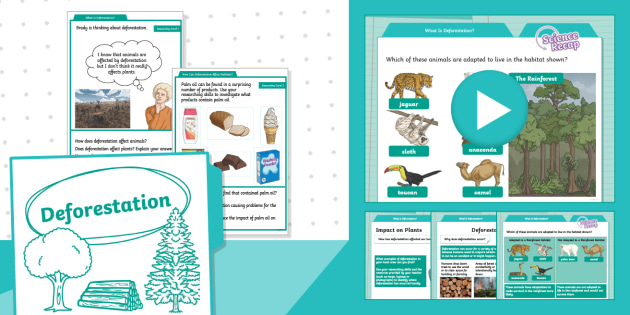 Deforestation Resources | twinkl.co.uk