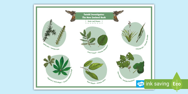 New Zealand Leaf Shapes Poster | Living World Resources