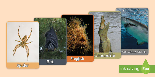 Scary Animals - Poster Pack - KS1 Resources - Display