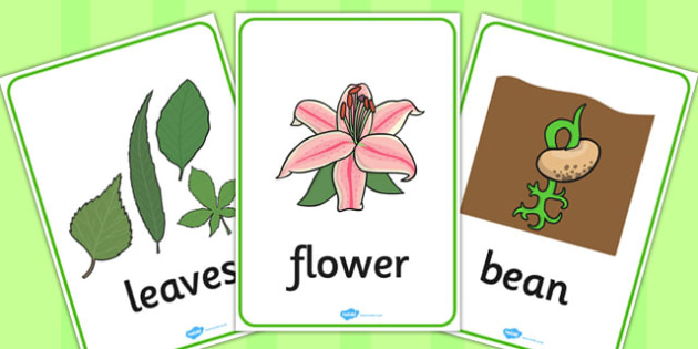 Plant and Growth Word Posters (teacher made)