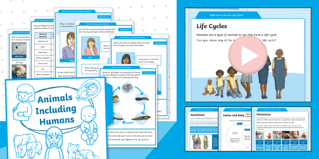 Year 5 Animals Including Humans Revision Activity Mat