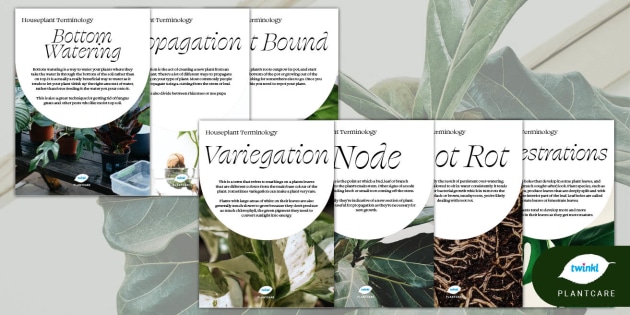 Plantcare Terminology Poster Pack (teacher made)