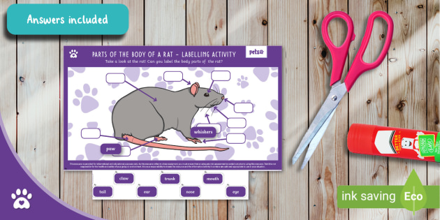Parts of the Body of a Rat - Labelling Activity
