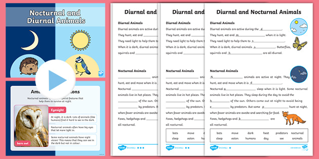 KS1 Nocturnal and Diurnal Animals Lesson Pack (teacher made)