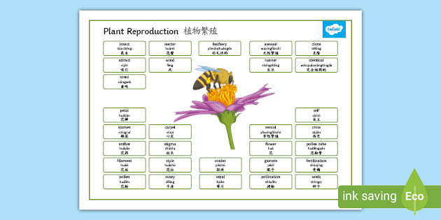Plant Reproduction Word Mat - English/Mandarin Chinese/Pinyin