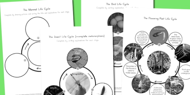 Differentiated Life Cycles Worksheets (teacher made)