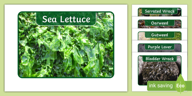 Seaweed Photo Pack - Twinkl - Display Materials