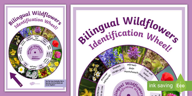 Bilingual Wildflowers Identification Wheel (teacher made)