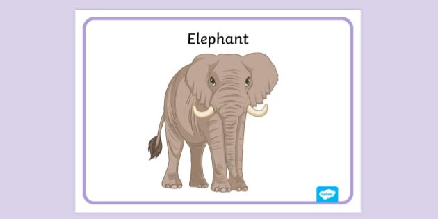 FREE! - Elephant Poster for Kids | KS1 | Kindergarten | Primary Resources