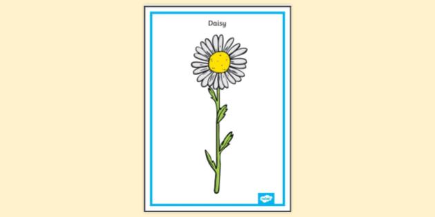 FREE! - Printable Daisy Poster | Primary Resources