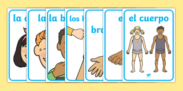 My Body Display Posters Spanish-Spanish