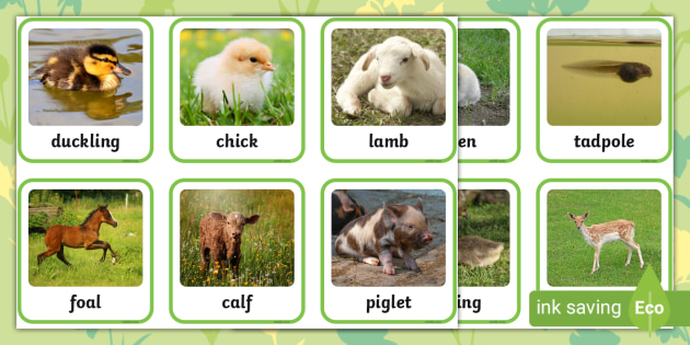 Early Education Matching Cards • Twinkl.com.au