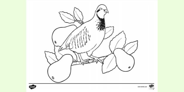 FREE! - Partridge Colouring Sheet - KS1 Creative Resources - Twinkl