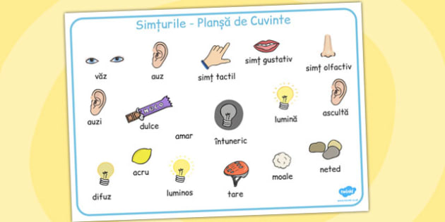 Simțurile mele - Planșă cu imagini și cuvinte