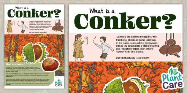 What is a Conker? Autumn Plantcare (teacher made)
