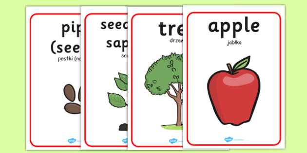 Apple Tree Life Cycle Growth Posters Polish Translation