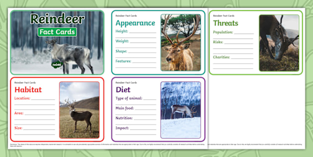 Reindeer Science Activities | twinkl.co.uk