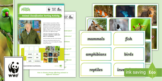 Animal Taxonomy For Kids