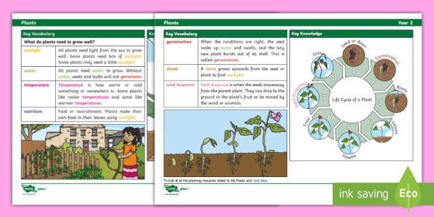 Plants Knowledge Organizer | Year 2 Science (teacher made)