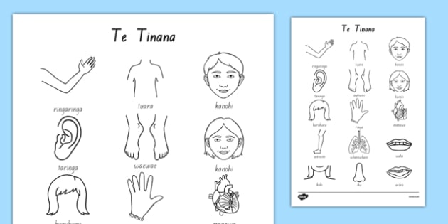 My Body Dictionary Colouring Sheet Te Reo Māori