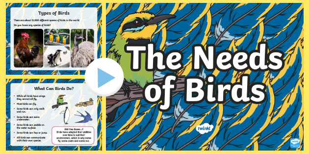 The Needs of Birds PowerPoint (teacher made)