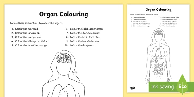 Organs Colouring Worksheet / Worksheet - The Human Body, human, body, body