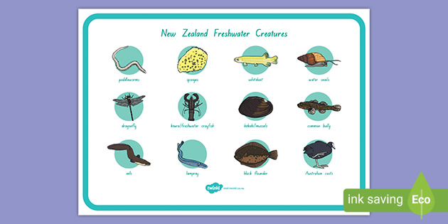 New Zealand Freshwater Creatures Word Mat (teacher made)