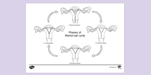 Menstrual Cycle Colouring | Colouring Sheets (teacher made)