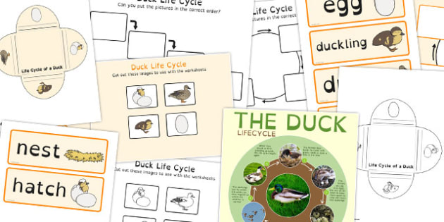 Duck Life Cycle Dyslexic Resource Pack (teacher made)