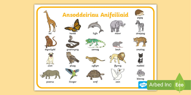 Mat Ansoddeiriau i Ddisgrifio Anifeiliaid (teacher made)