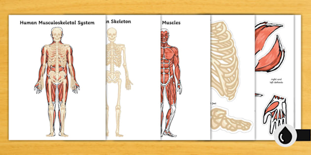 Skeletal Muscles Worksheet Muscles Worksheets