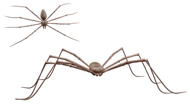 Cellar Spider Augmented Reality (AR) Quick Look Model