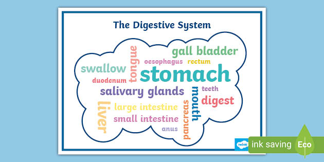 Digestive System Vocabulary Word Cloud Digestive System Vocabulary Word Cloud