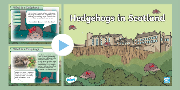 All About Hedgehogs in Scotland - Information PowerPoint