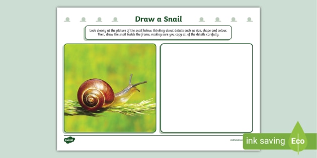 Draw a Snail Activity Sheet (teacher made)