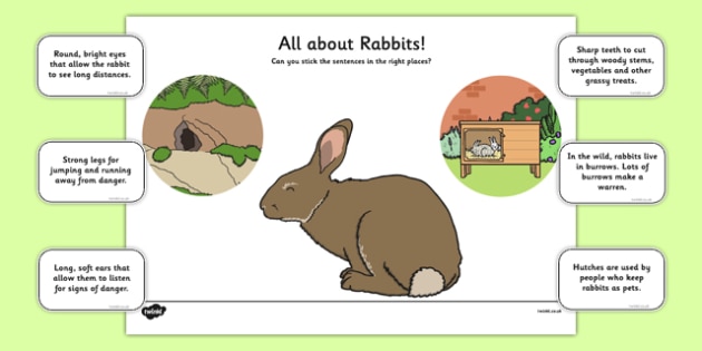 Label a Rabbit (teacher made)