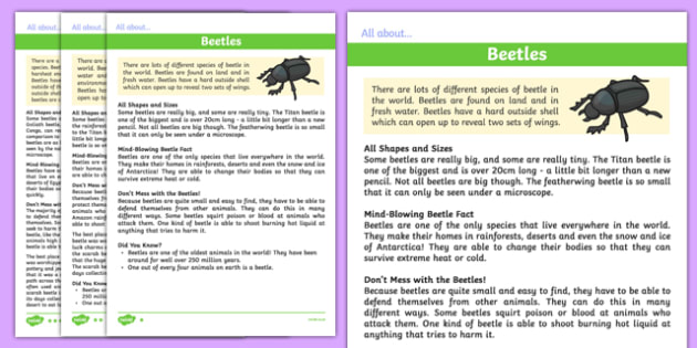 Beetles Differentiated Fact File (teacher made)