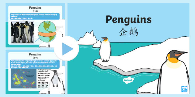KS1 Penguin Fact File PowerPoint - English/Mandarin Chinese