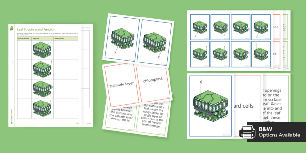 Leaf Structure and Function Resource Pack | Biology | Beyond