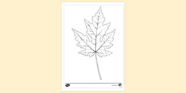 Silver Maple Colouring Sheet | Colouring Sheets