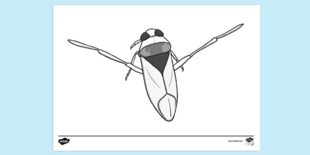 Water Boatman Colouring Sheets | Colouring Pages
