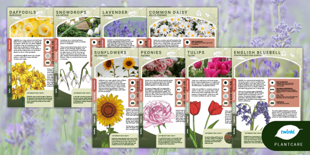 Spring Flowers Fact File Pack, Plantcare, Wildflowers