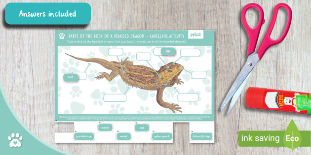 Parts of the Body of a Bearded Dragon - Labelling Activity