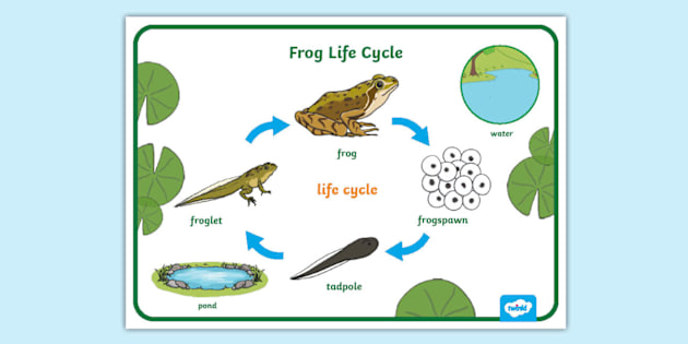 Edible Frog Life Cycle Snack Teach Beside Me Frog