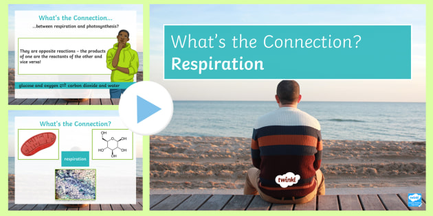 Respiration What's the Connection? PowerPoint (teacher made)