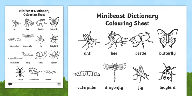 Minibeast Dictionary Colouring Sheet (teacher made)