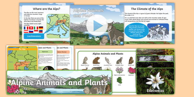 Alpine Animals and Plants Resource Pack - Alpine Resources