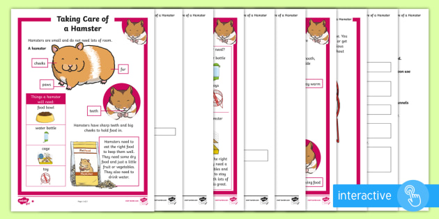KS1 How to Look After a Hamster Differentiated Comprehension Go Respond