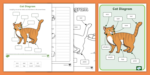 Biology Diagram Pack • Twinkl.com.au